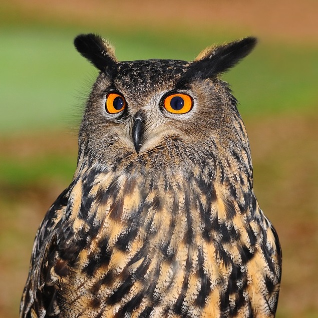 Uit je comfortzone? Luister naar je 'spirit animal' - blog.secretary.nl